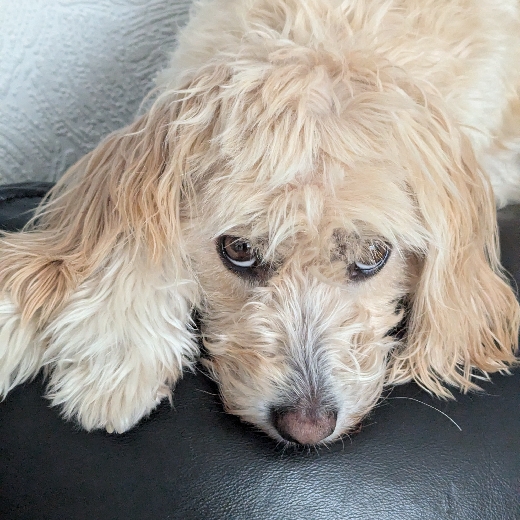 Basic Rounded Water/Food Dish - Scaleable - Free 3D Print Model ...