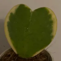 lilyloves3d | Startseite - MakerWorld