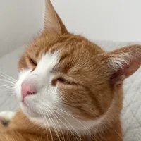 Pie_Cat | Home - MakerWorld