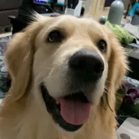 Polymer Clay Cutter Dog | Home - MakerWorld