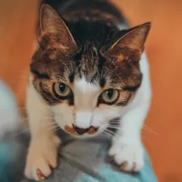 BobbyCat | Home - MakerWorld