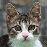 CraftCat | Home - MakerWorld