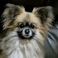 Gizmo | Home - MakerWorld