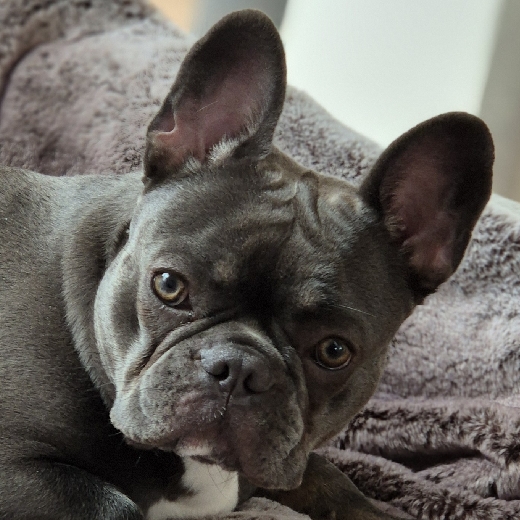 SNUS/ZYN Container with Plain & Custom Lid Designs by Nittan MakerWorld ...