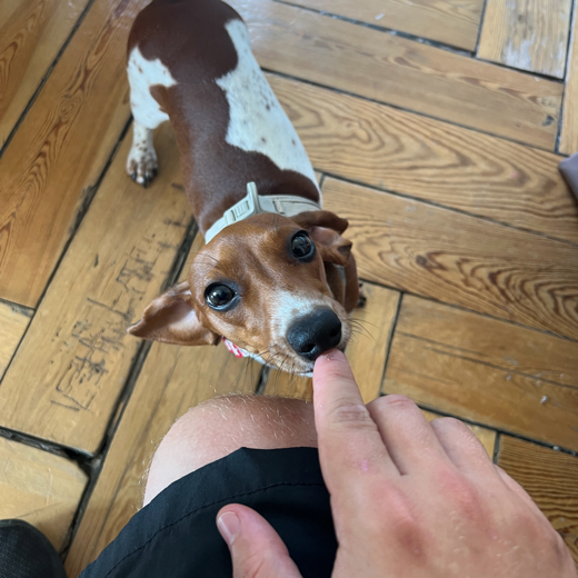 ESP32-S2 Mini Case with space for DHT22 by Leni & Luci MakerWorld ...