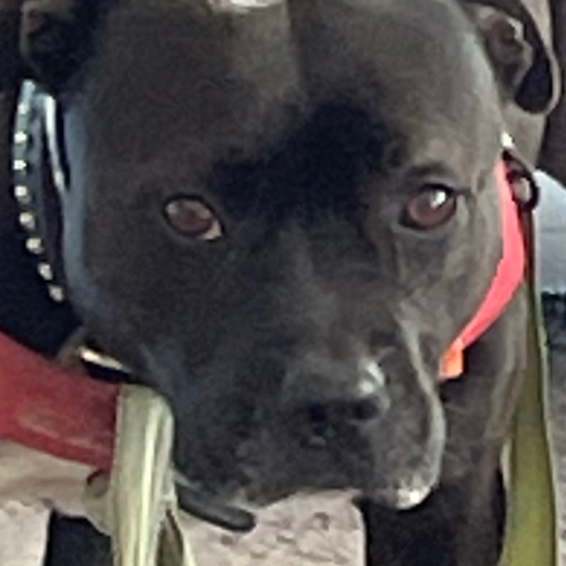 Articulated Minecraft Axolotl by vopsMakerWorld: Download Free 3D Models