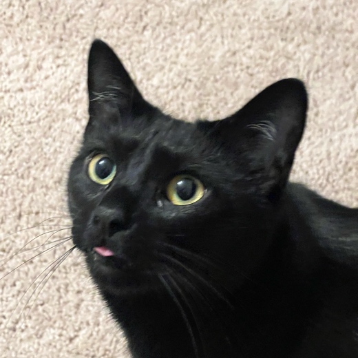 Customizable Boba Milk Tea Keychain by Toji MakerWorld: Download Free ...