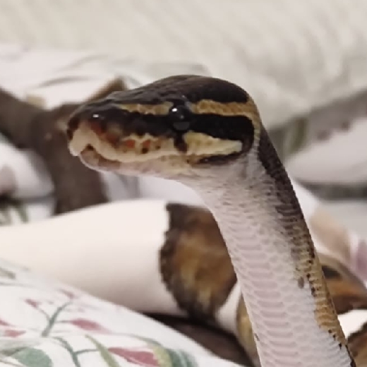 Large snake hide with plant attachment by Wiewiórek MakerWorld ...