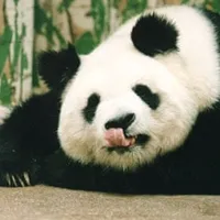 Pi-Li Prints | Início - MakerWorld