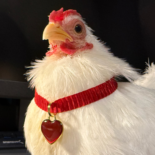 Christmas Kawaii Chick, without AMS by Dani MakerWorld: Download Free 3D Models