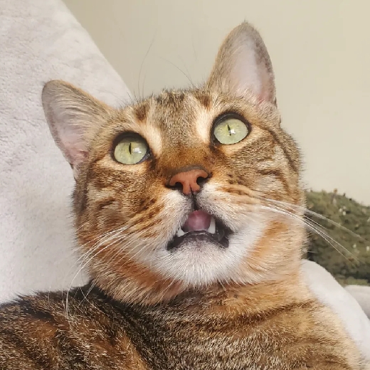 Plantilla de Flor V2 por byterr MakerWorld: Descarga Modelos 3D Gratuitos