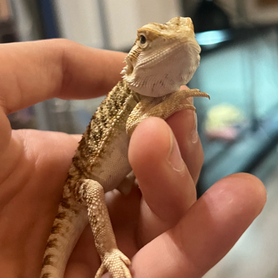 Dragon/Mermaid Scale Textiles - Free 3D Print Model - MakerWorld