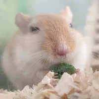 super_gerbil | Home - MakerWorld