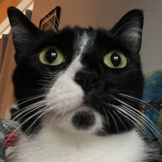 RAMS Spinner Chain remix by jckrenrut Remixed by MoKuArt MakerWorld ...