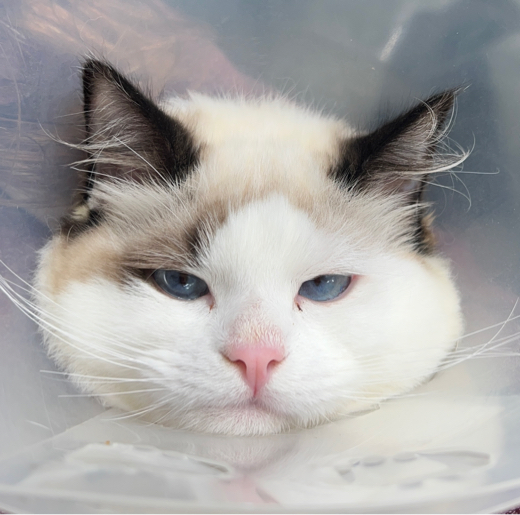 Life Size Legos Hands! by totallynectar MakerWorld: Download Free 3D Models