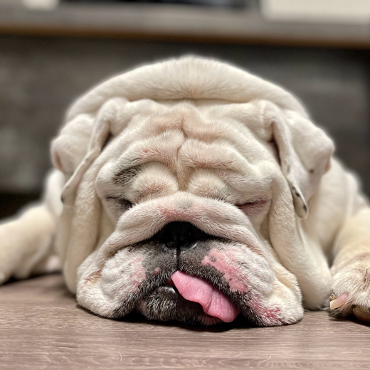 Velociraptor Kit Card - Free 3D Print Model - MakerWorld