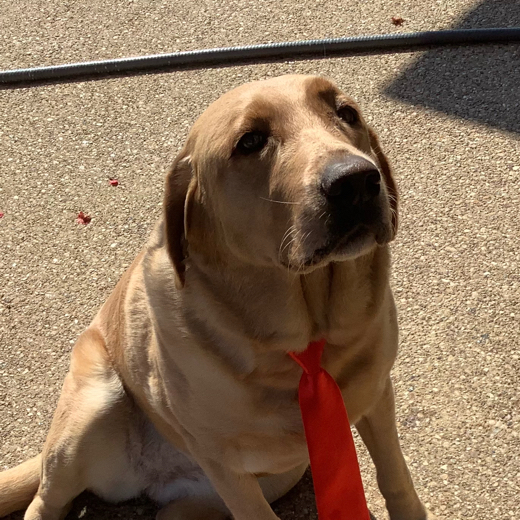 Dead Rails werewolf by turtleTAC_3MakerWorld: Download Free 3D Models