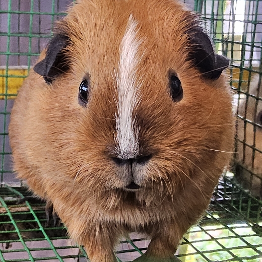 CYD Case BRUCE Remixed by Huy MakerWorld: Download Free 3D Models