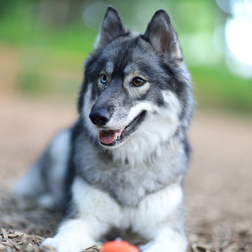Pusheen Cute Cat Q-tip Box (no AMS) - Free 3D Print Model - MakerWorld