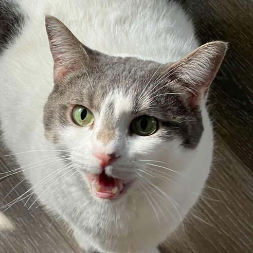 Float Shell for Magnetic Levitation Kit by Brant MakerWorld: Download ...