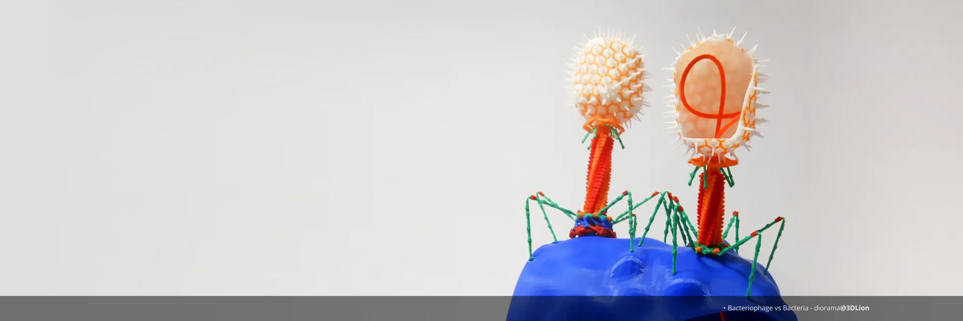 Biological Models - MakerWorld